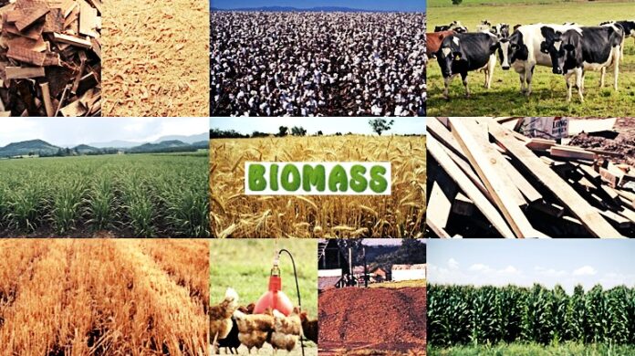 The Evolution of Biomass and Its Generations