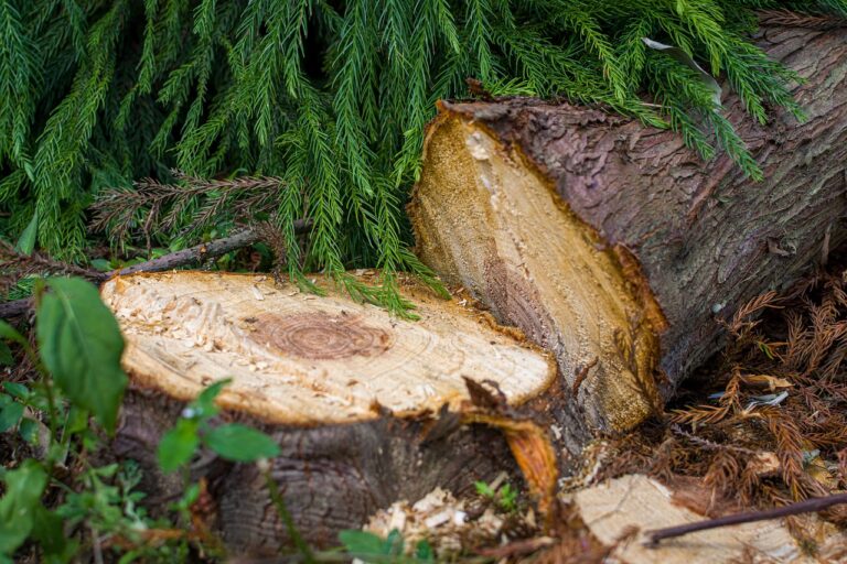 Forest Carbon Offsets: Everything You Need To Know • Carbon Credits