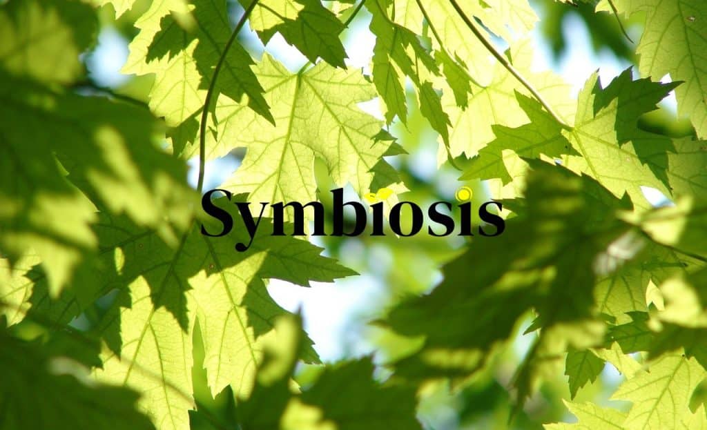 Google, Meta, Microsoft, and Salesforce Launch “Symbiosis”, Pledging ...