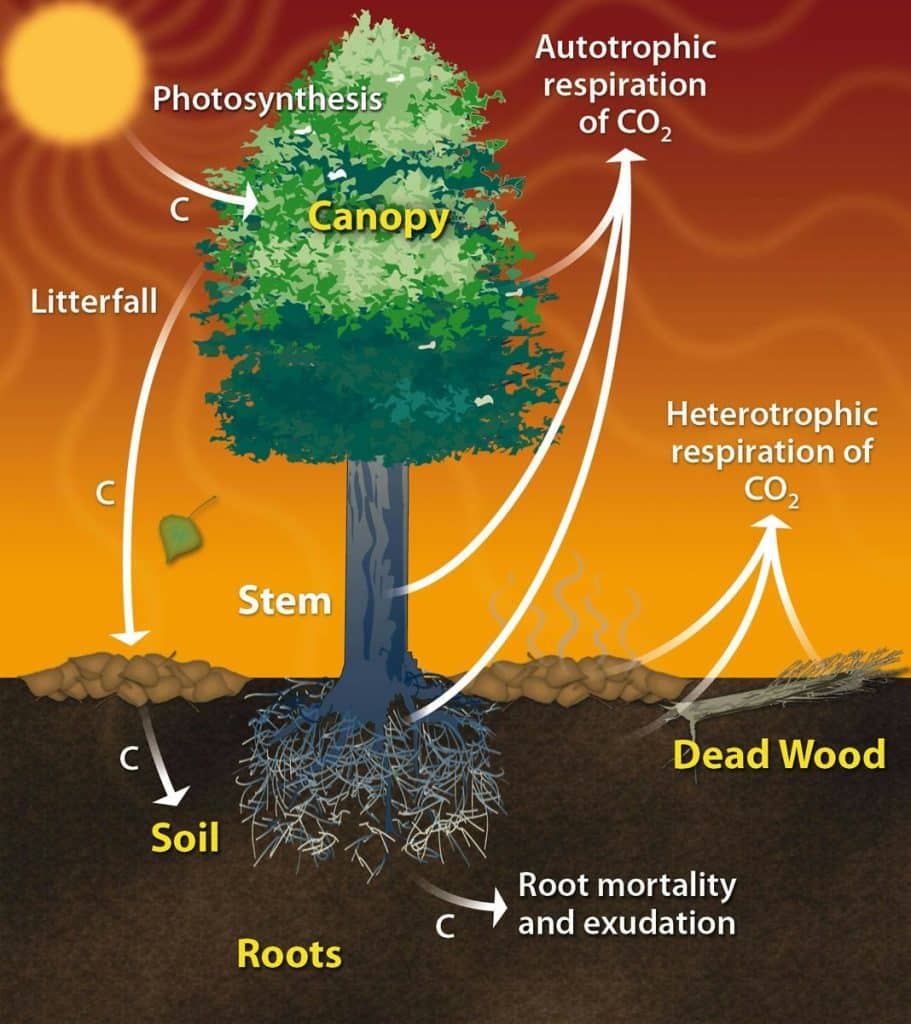 Planting Trees for Carbon Credits: Everything You Need to Know • Carbon ...