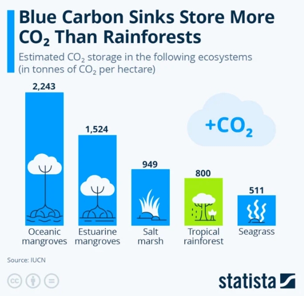Carbon Sinks and Carbon Credits: How Nature and Innovation Are Fighting ...